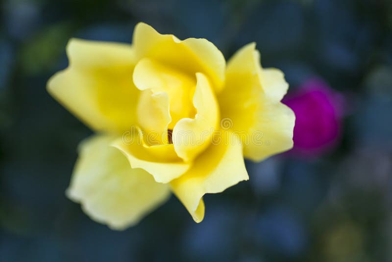 Beautiful Yellow and Pink Rose Stock Image - Image of pretty, bush ...
