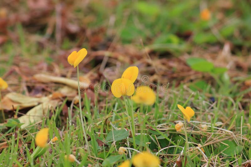 Beautiful Yellow Pinto Peanut Fresh in Nature Stock Photo - Image of ...