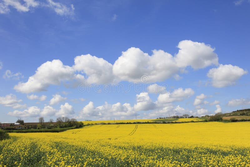 Beautiful Yellow Rapeseed Fields Stock Image - Image of spring, crop ...