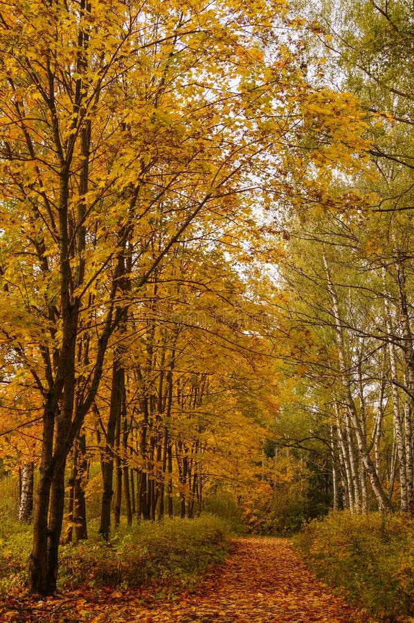 Beautiful Yellow and Red Autumn Lane in the Forest Stock Photo - Image ...