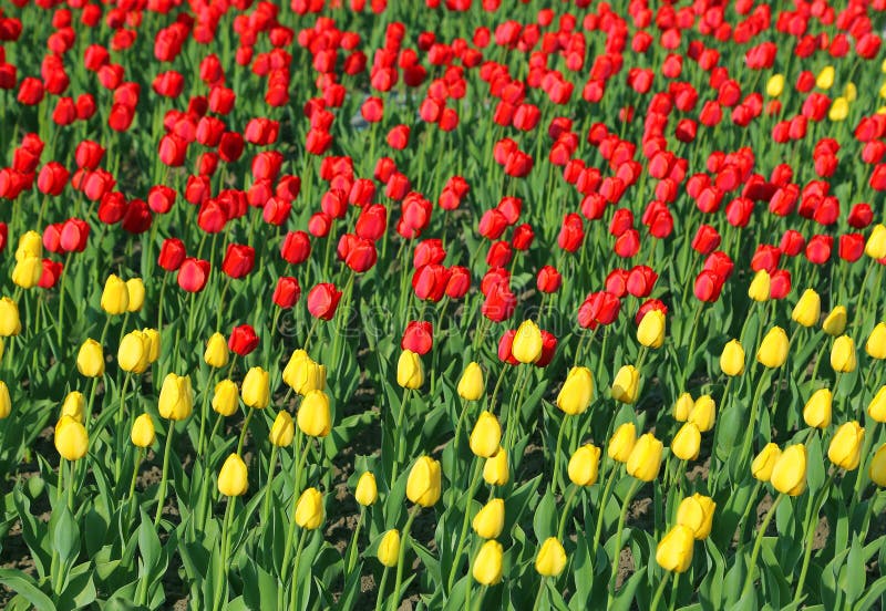 Red and yellow tulips stock image. Image of outdoor, gardening - 15909183