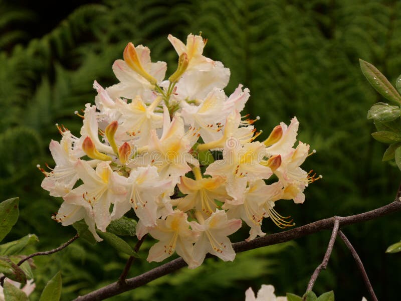 Yellow Rhododendron Flowers on a Shrub Stock Image - Image of yellow ...