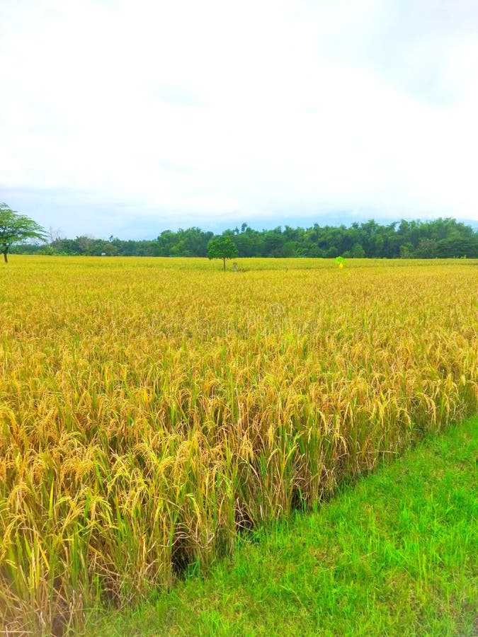 Beautiful Yellow Rice in the Rice Field in a Village Stock Photo ...