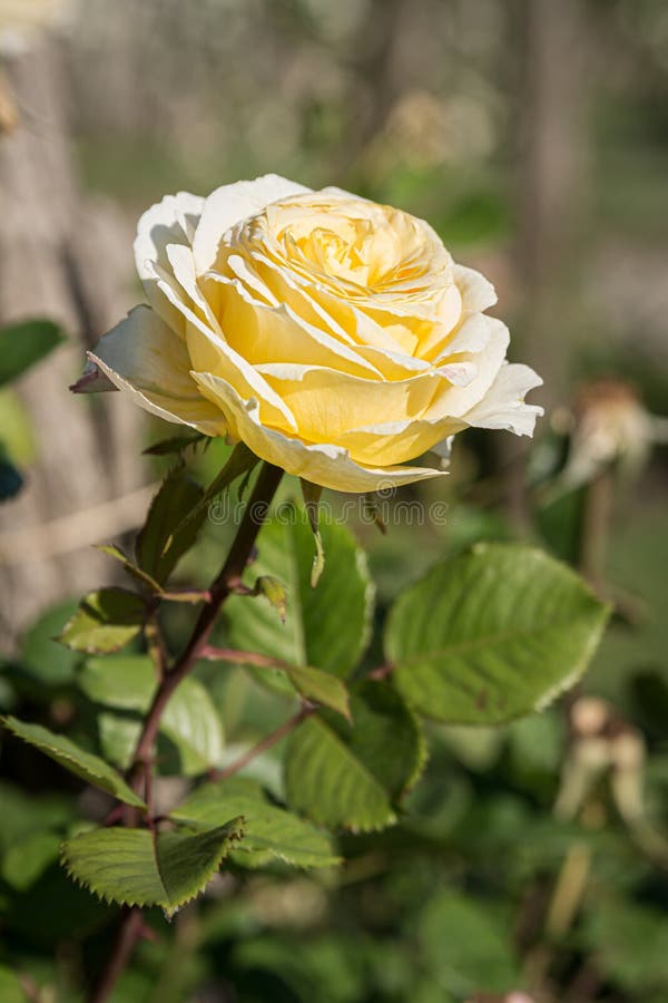 Beautiful Yellow Rose Flower in a Garden Stock Image - Image of bloom ...