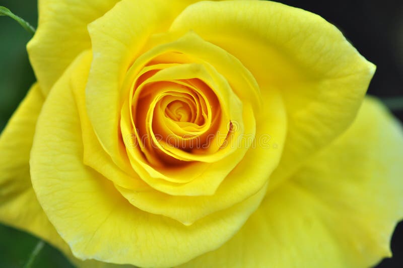 Beautiful Yellow Rose Flower Stock Photo - Image of yellow, flower ...