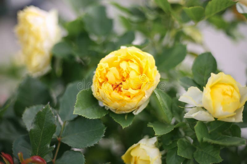 Yellow rose in the garden stock image. Image of card - 168022587