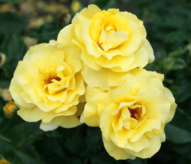 Beautiful Yellow Roses in a Garden Stock Image - Image of beautiful ...