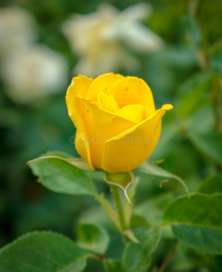 Beautiful Yellow Rose in a Garden Stock Photo - Image of botanical ...