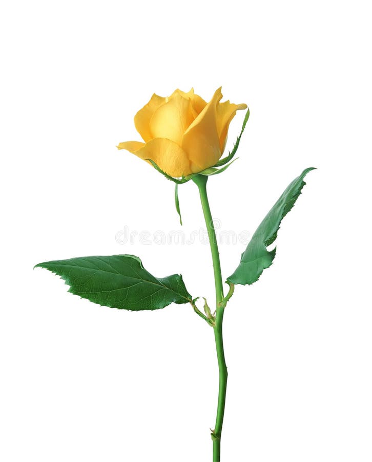 A Single Long Stemmed Yellow Rose on White Background. Stands for Joy ...