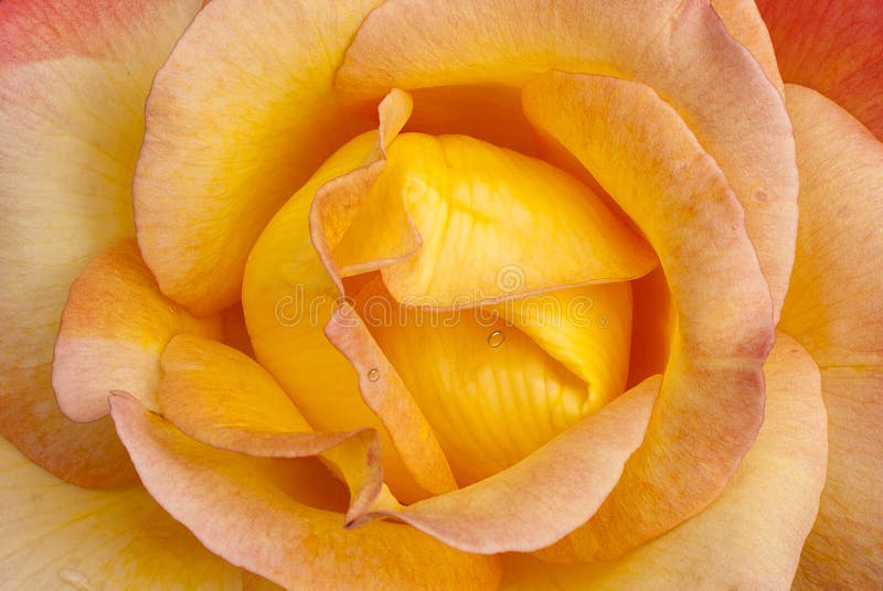 Beautiful Yellow Rose Petals Stock Image - Image of magnification ...