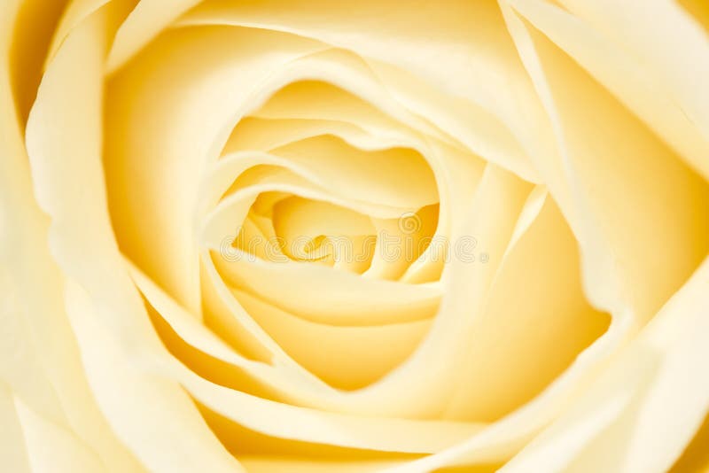 Beautiful Yellow Rose Petals Stock Image - Image of macro, background ...