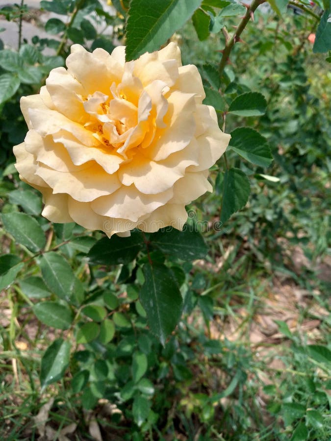A Beautiful Yellow Rose Picture Stock Image - Image of leaf, yellow ...