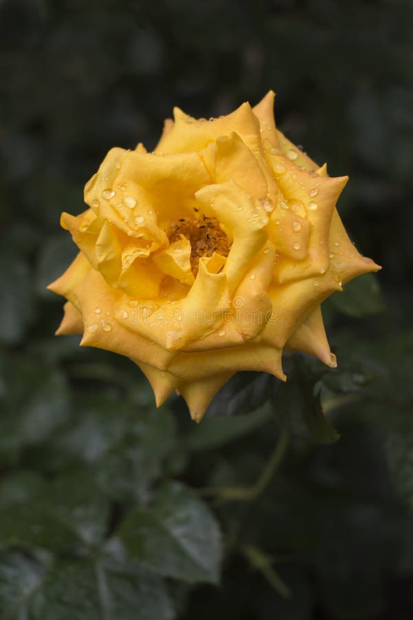 Beautiful Yellow Rose with Rain Drops Stock Photo - Image of leaves ...