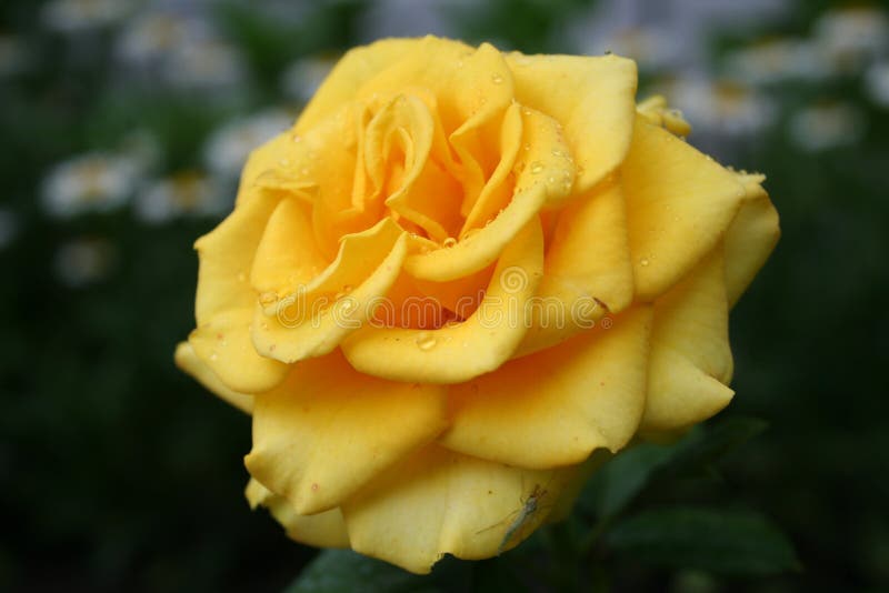Beautiful Yellow Rose with Rain Drops Stock Photo - Image of blossom ...