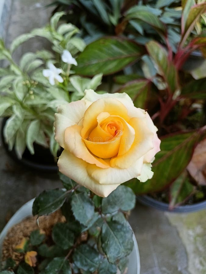 Beautiful yellow rose stock photo. Image of rose, blossom - 329951872