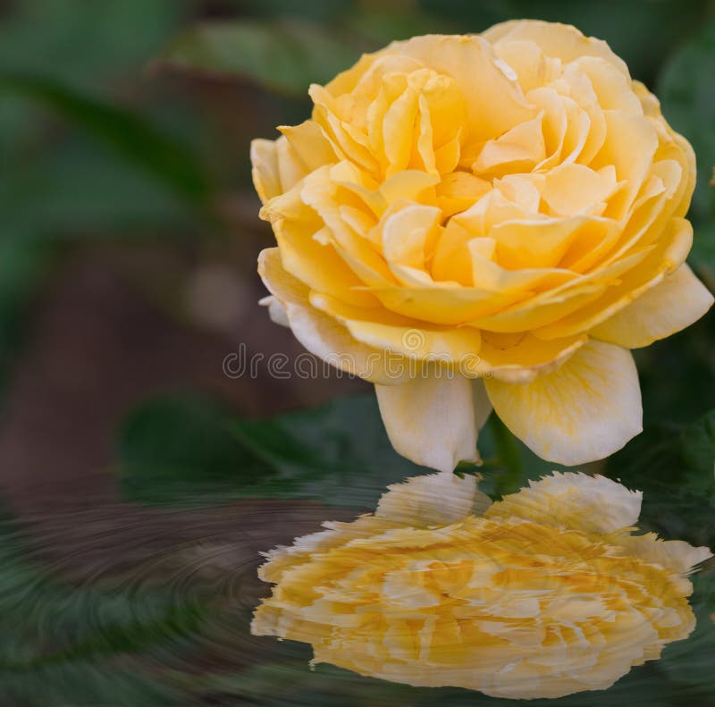 Beautiful Yellow Rose with Water Reflection Stock Photo - Image of ...