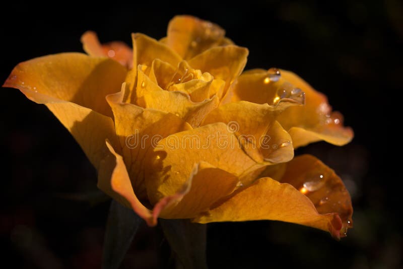 Beautiful Yellow Rose Which is Hit by Sunlight. Stock Photo - Image of ...