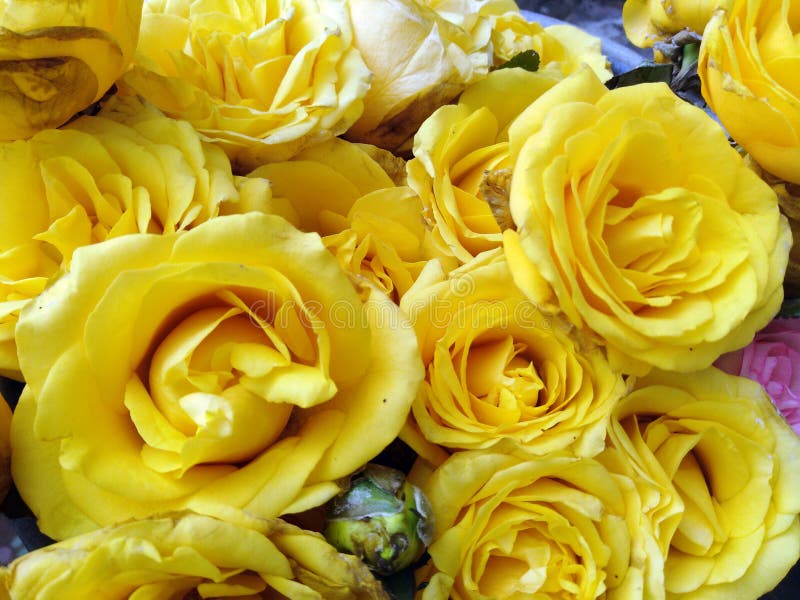 Beautiful Yellow Roses As a Background Image. Stock Image - Image of ...