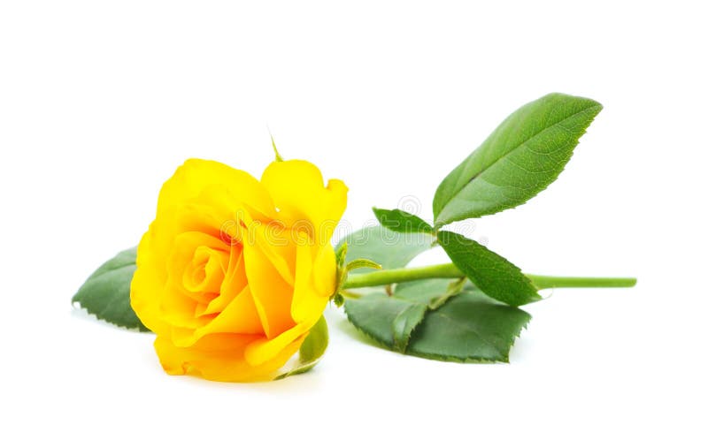 Beautiful yellow roses stock photo. Image of valentines - 176181574