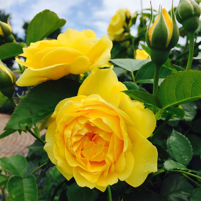 Beautiful yellow roses editorial photography. Image of beautiful - 58092422