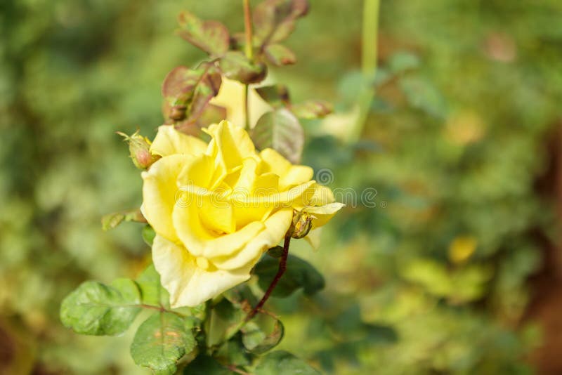 Beautiful Yellow Roses Flower in the Garden Stock Image - Image of love ...