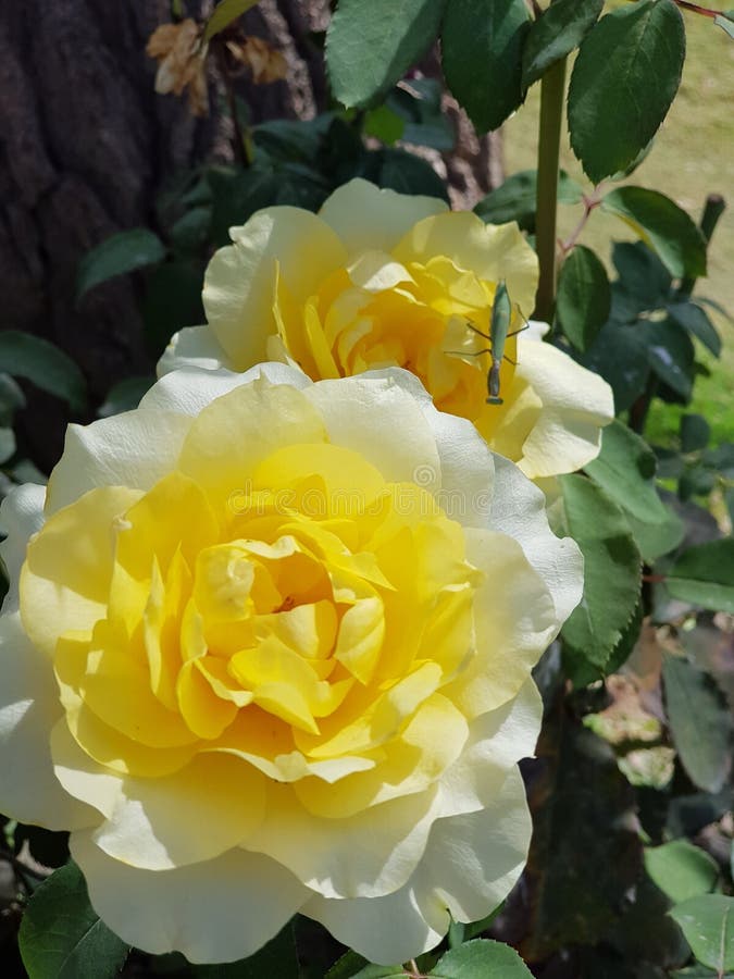 Beautiful Yellow Roses with Green Leaves Stock Image - Image of green ...