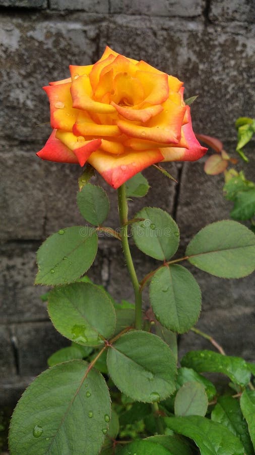Beautiful Yellow Roses Growing in the Garden Stock Photo - Image of ...