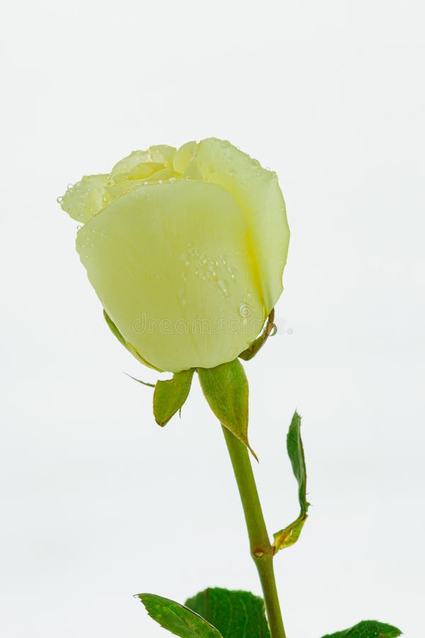 Beautiful Yellow Roses Soft. Stock Photo - Image of water, greeting ...
