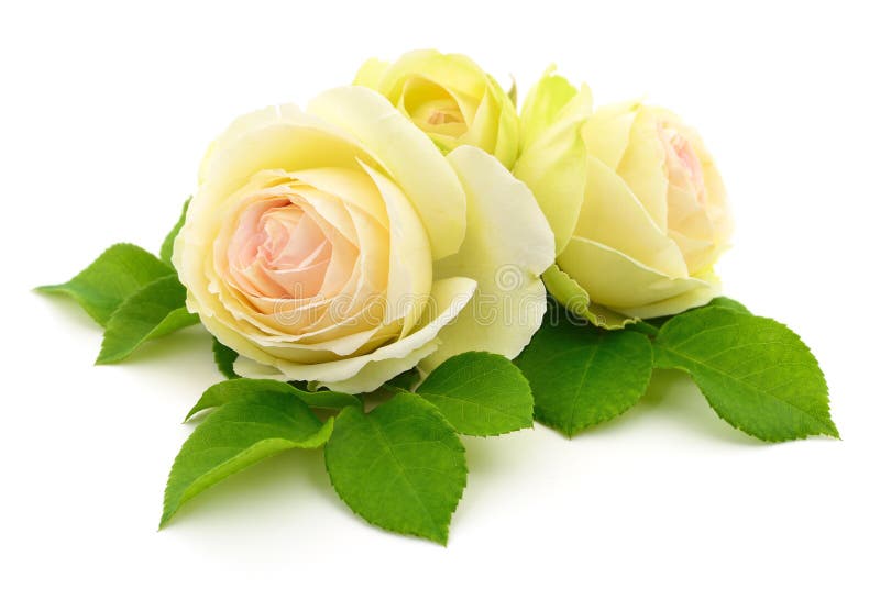 Beautiful yellow roses stock image. Image of flowers - 238870525
