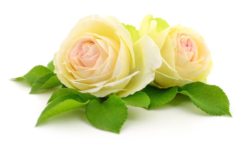 Beautiful yellow roses stock image. Image of roses, studio - 220006225