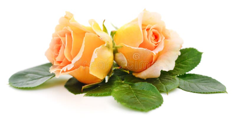 Beautiful yellow roses stock image. Image of petal, studio - 352857475