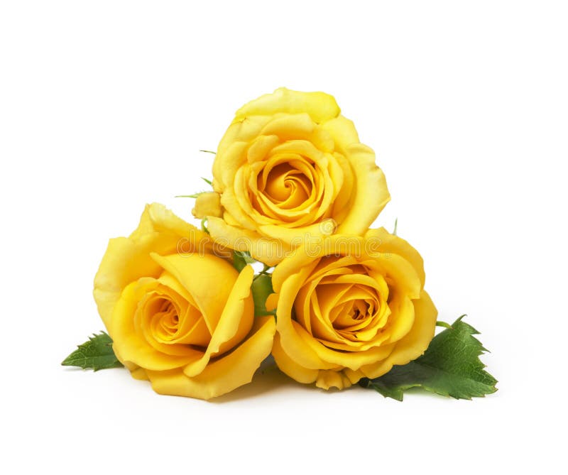 Beautiful Yellow Roses on a White Background Stock Photo - Image of ...