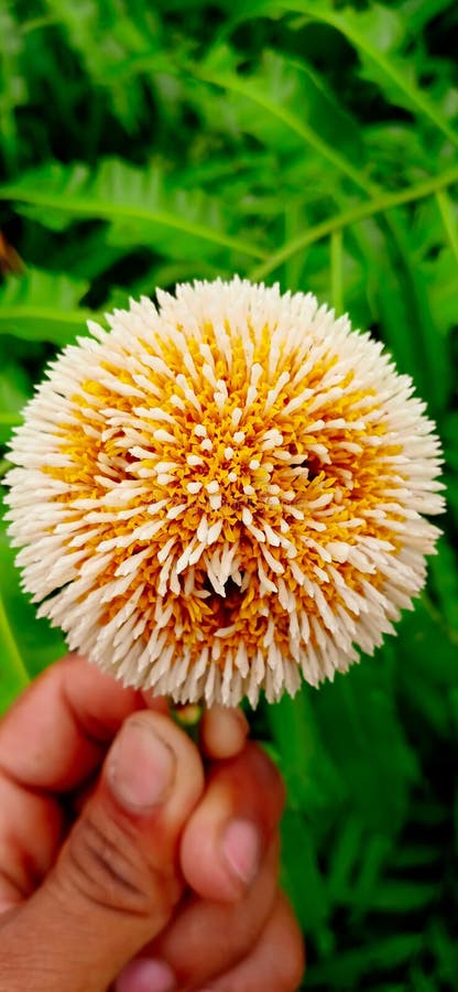 Beautiful Yellow Round Flower Sumatra Stock Photo - Image of yellow ...