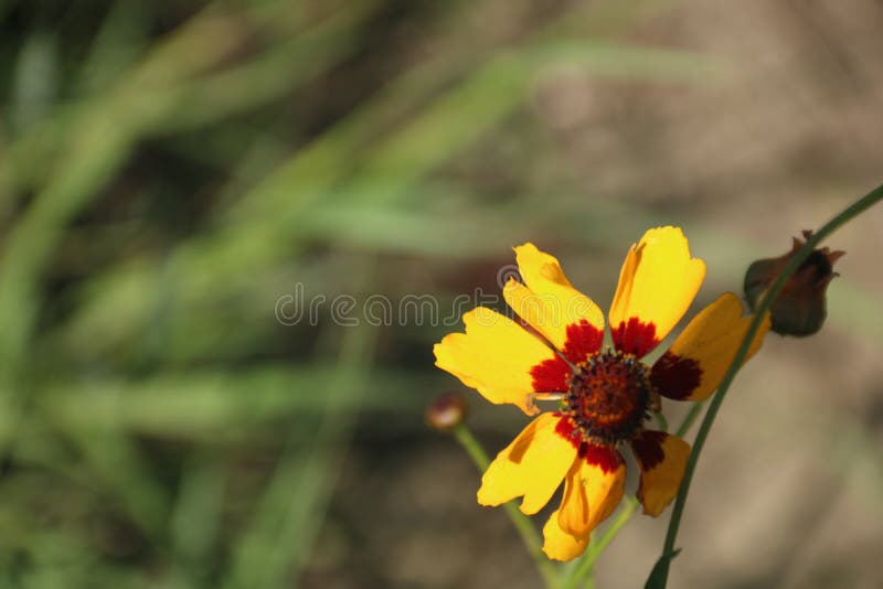 Beautiful yellow stock photo. Image of flower, simple - 125694302