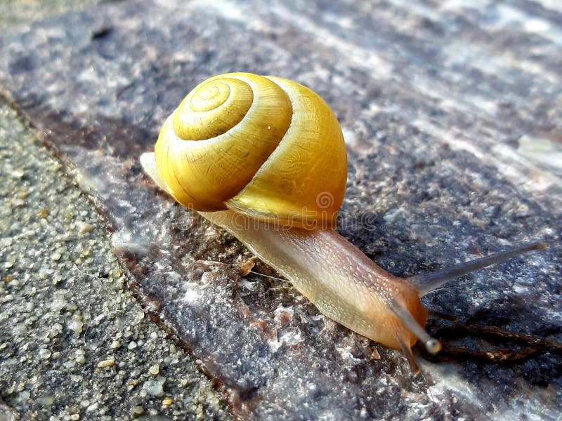 Yellow Snail Moving Slowly On Top Of The House With Confident. This ...