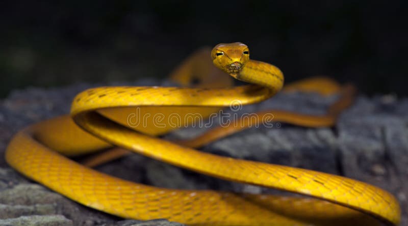 393 Snake Whip Photos - Free & Royalty-Free Stock Photos from Dreamstime