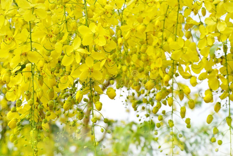 Beautiful Yellow Spring Flower Stock Image - Image of colorful, bunch ...