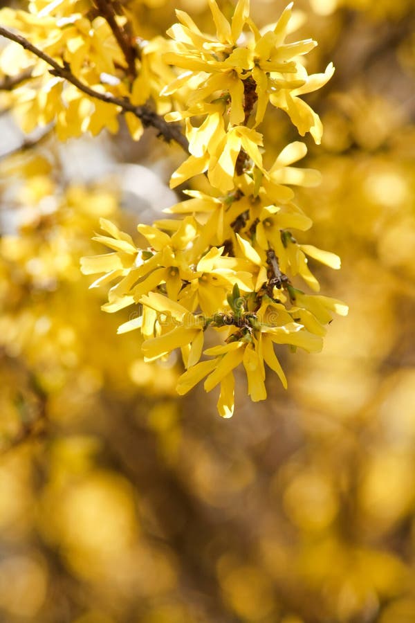 Australian Golden Wattle stock image. Image of flower - 15689289