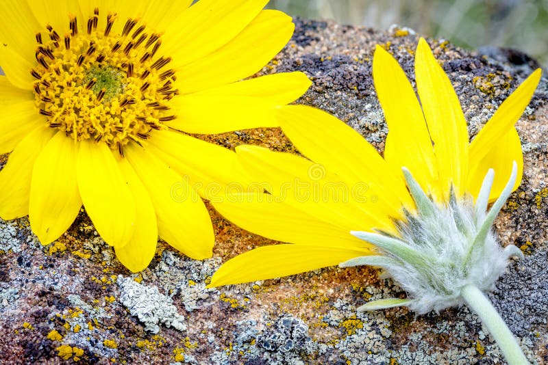 Beautiful Yellow Spring Flowers Stock Photo - Image of flower, macro ...