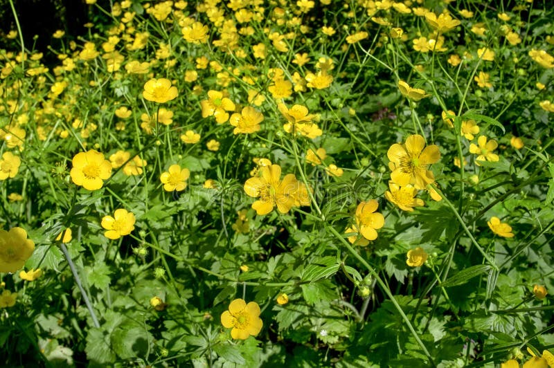 Beautiful Yellow Spring Wildflowers Stock Photo - Image of yellow ...
