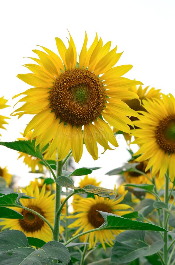 Beautiful Yellow Sunflower Closeup Stock Image - Image of floral ...