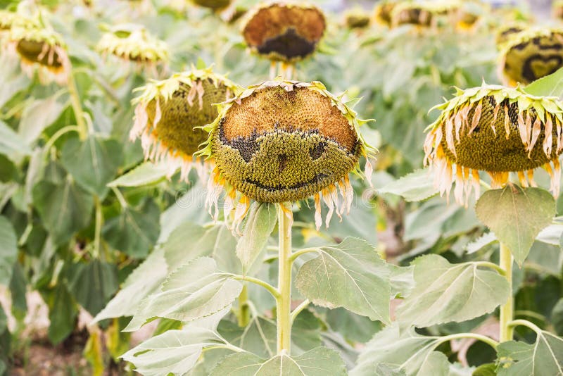 Beautiful yellow sunflower stock image. Image of natural - 61490209