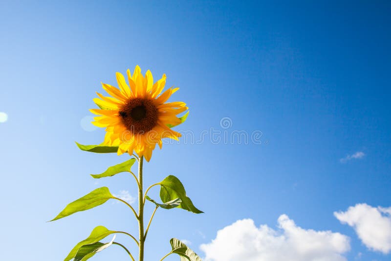 Sunflower with blue sky stock photo. Image of diet, macro - 5232602