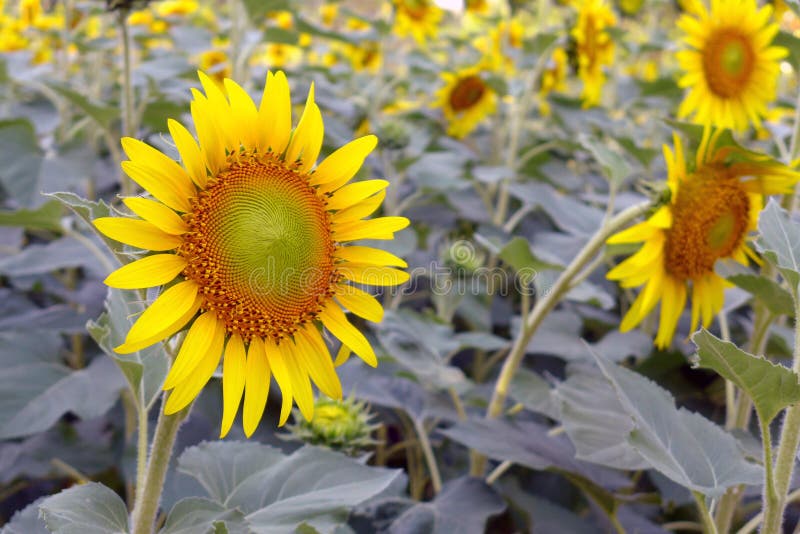 Beautiful yellow Sunflower stock photo. Image of flowers - 57035170