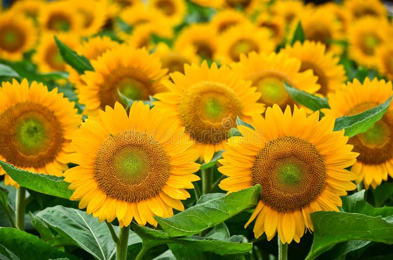 Beautiful Yellow Sunflower Closeup Stock Photo - Image of beauty ...