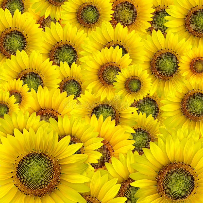 Sunflower texture stock photo. Image of blossom, details - 14110720