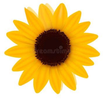 Beautiful Yellow Sunflower. Vector Stock Vector - Illustration of ...