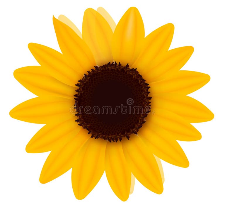 Beautiful Yellow Sunflower. Vector Stock Vector - Illustration of ...