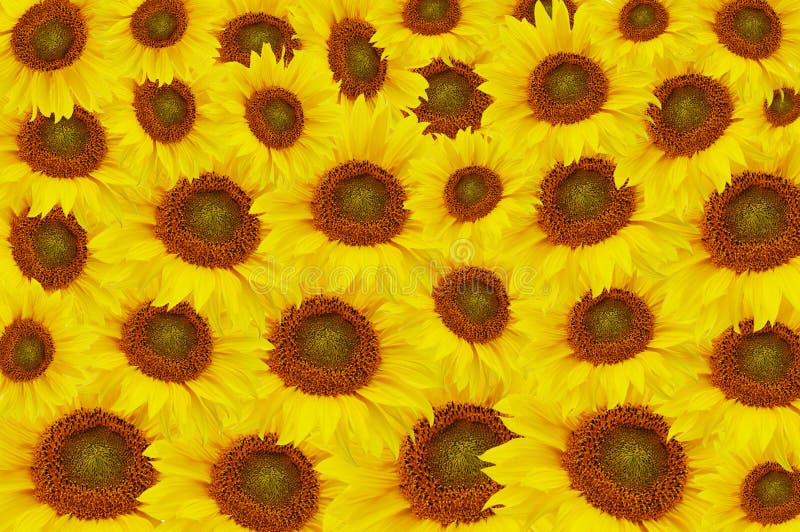 Sunflower texture stock photo. Image of blossom, details - 14110720