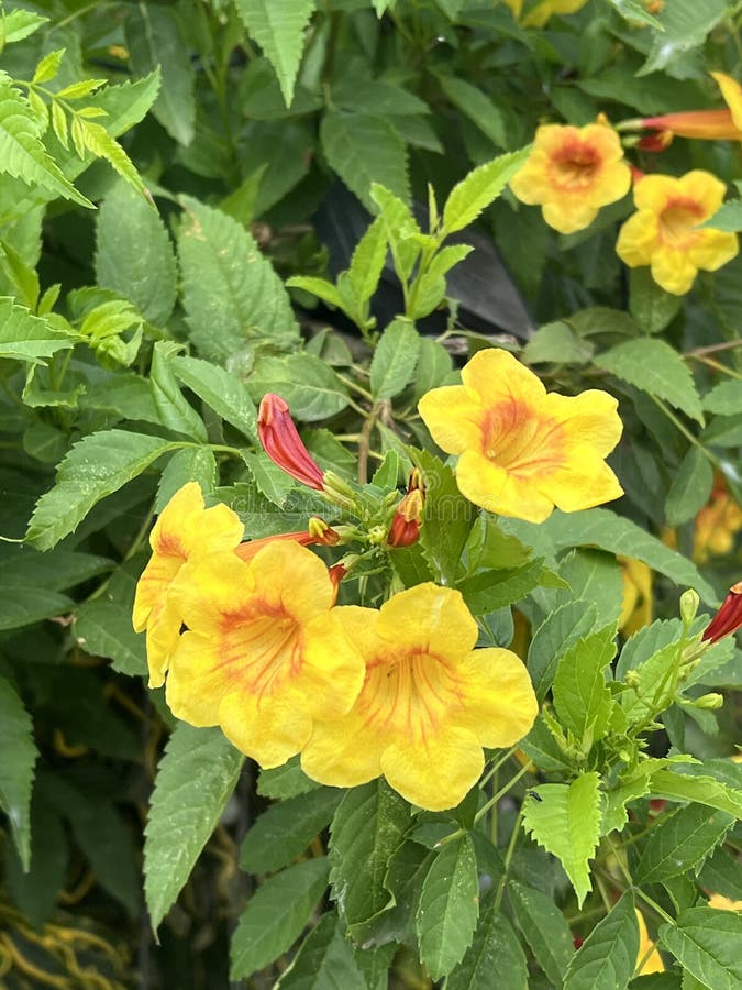 Beautiful Yellow Tecoma Stans Flowers in the Garden Stock Image - Image ...